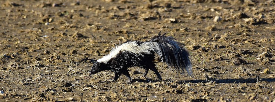Outdoor Illinois Journal: Is the Skunk the “Emblem of America?”