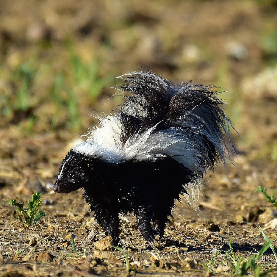 Outdoor Illinois Journal: Is the Skunk the “Emblem of America?”
