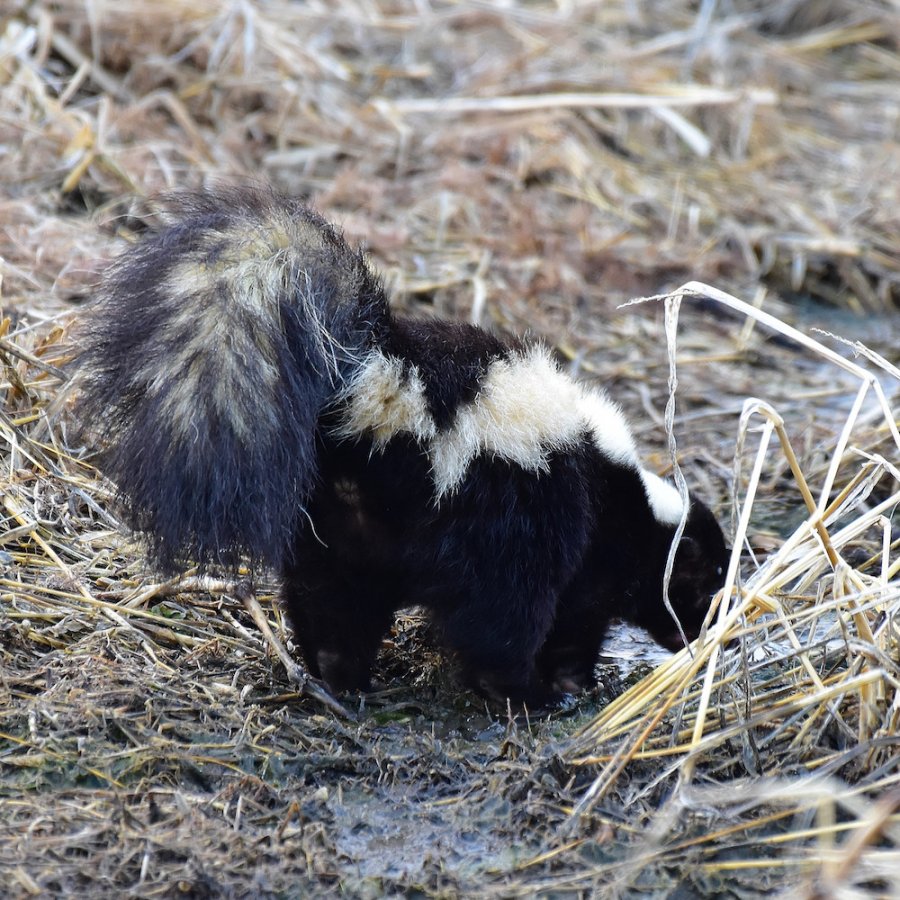 Outdoor Illinois Journal: Is the Skunk the “Emblem of America?”