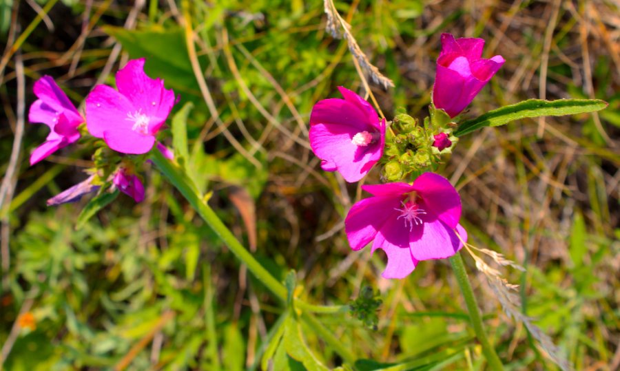 Outdoor Illinois Journal: Green River Lowland: Glacial Action Shaped ...