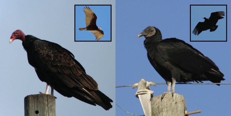 Outdoor Illinois Journal: Managing Black Vulture Damage in Illinois