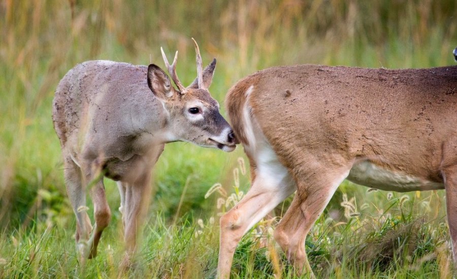 Outdoor Illinois Journal: The Deer Rut in Illinois – Go Ahead, Submit ...