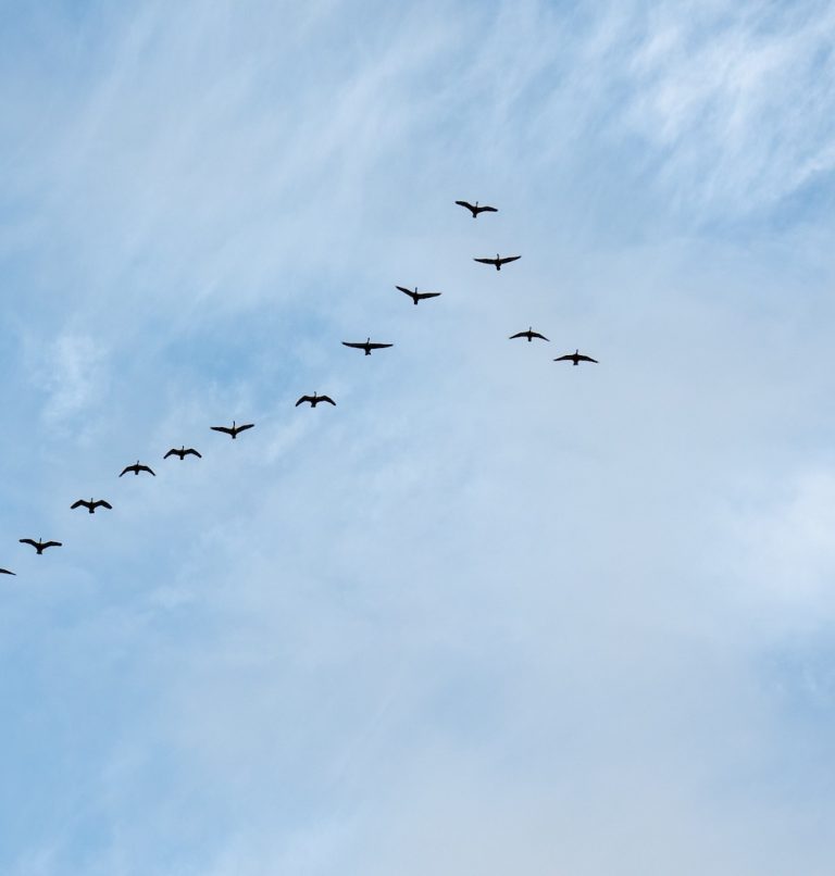 Outdoor Illinois Journal: The New Science of Bird Migration