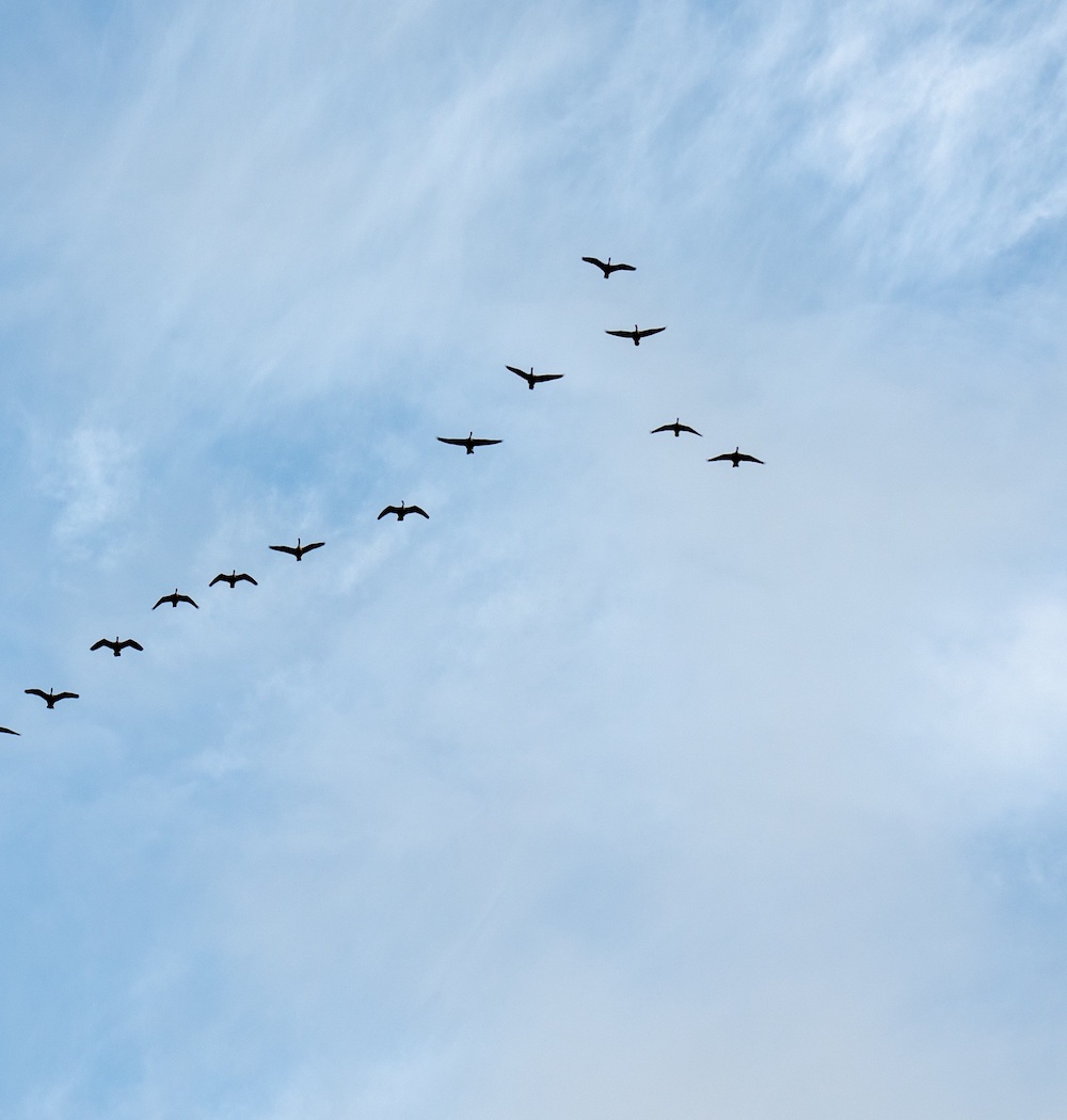 Outdoor Illinois Journal: The New Science of Bird Migration