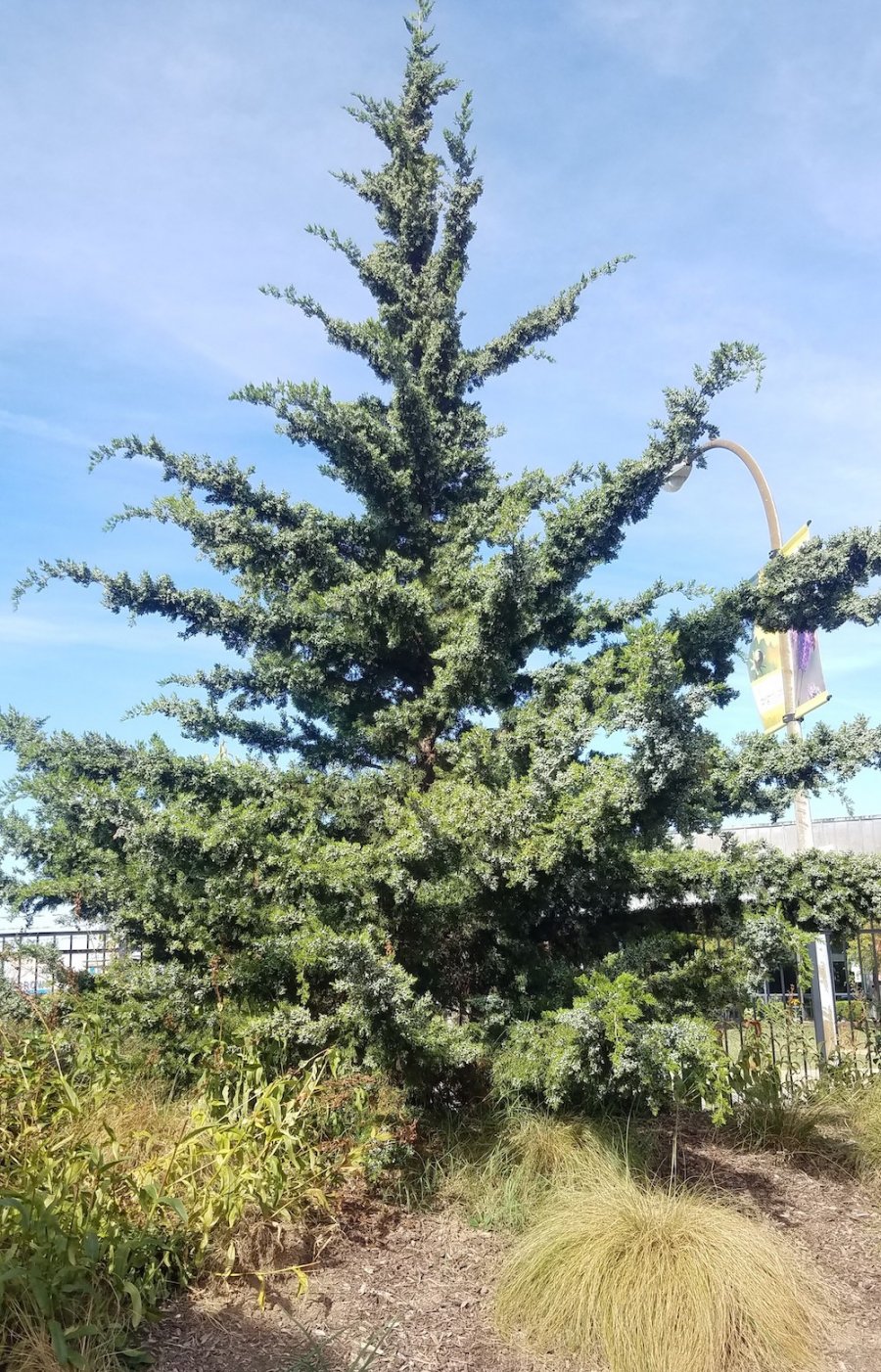 Outdoor Illinois Journal: Native Conifers for Windbreaks?