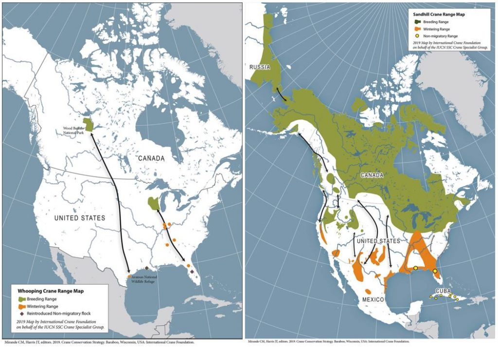 Outdoor Illinois Journal: Illinois’ Cranes: A storied past and a ...