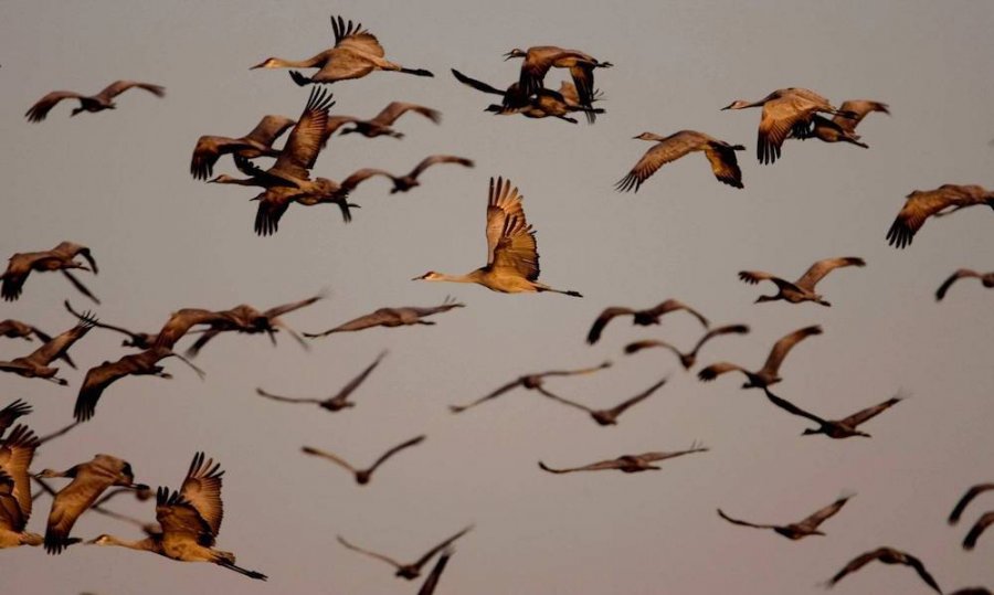 Outdoor Illinois Journal: Illinois’ Cranes: A storied past and a ...