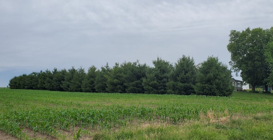 Outdoor Illinois Journal: Native Conifers for Windbreaks?