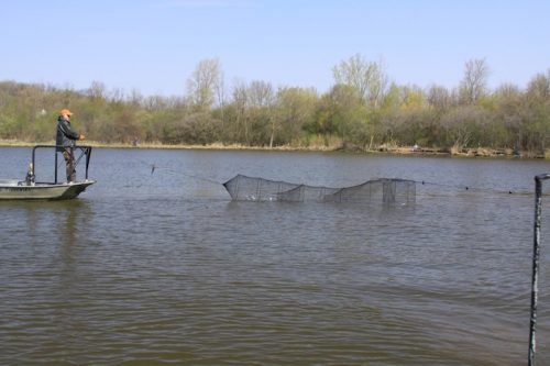 Outdoor Illinois Journal: Muskie — From Concept to an Economic Engine