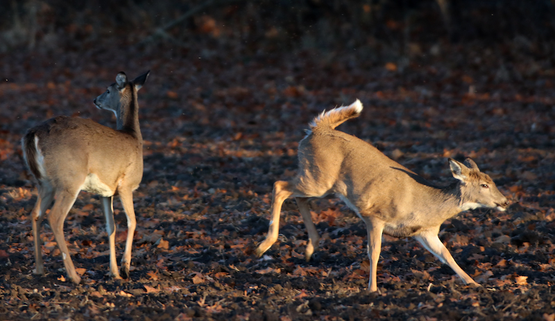 Outdoor Illinois Journal: History-making Chicago Deer Hunt