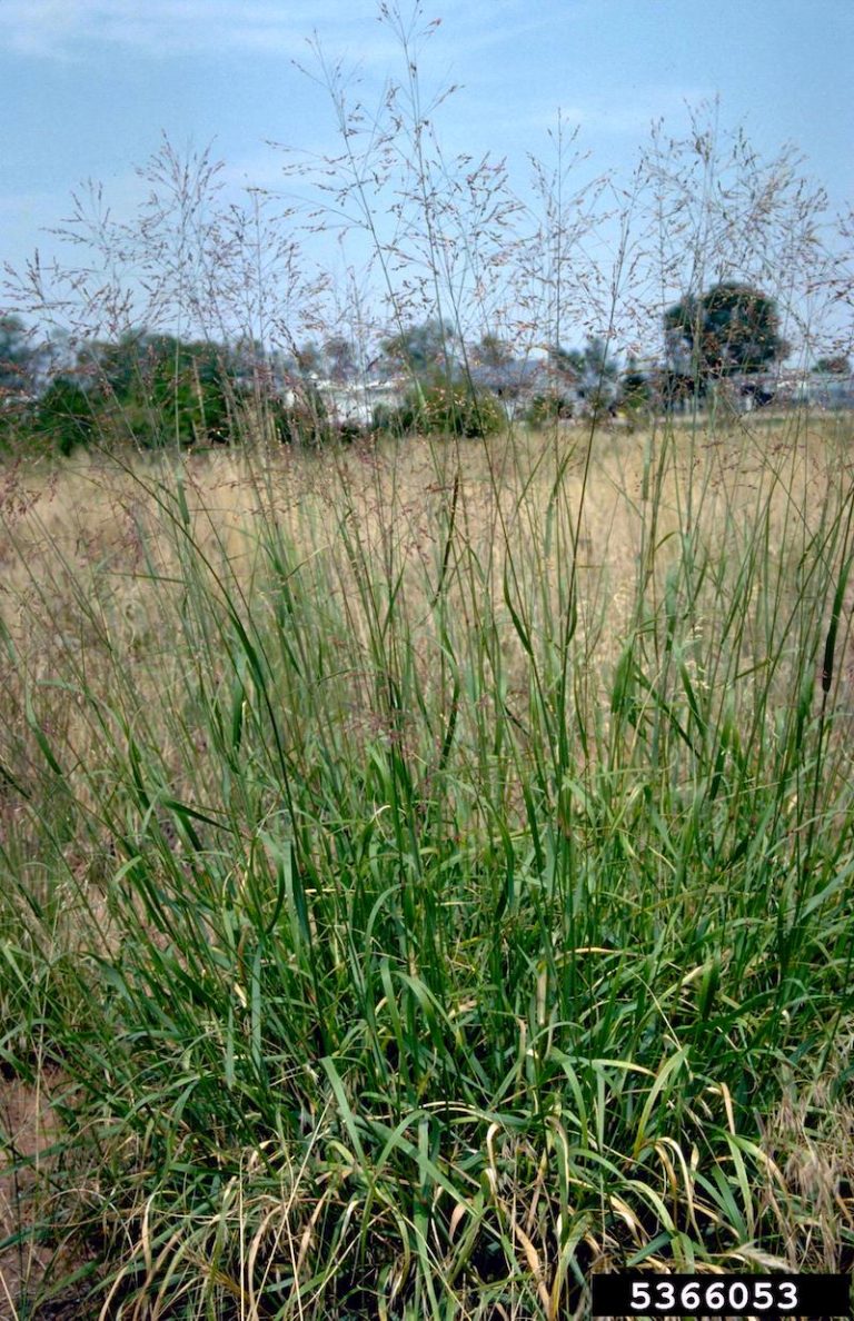 Outdoor Illinois Journal: Landscaping with Native Grasses