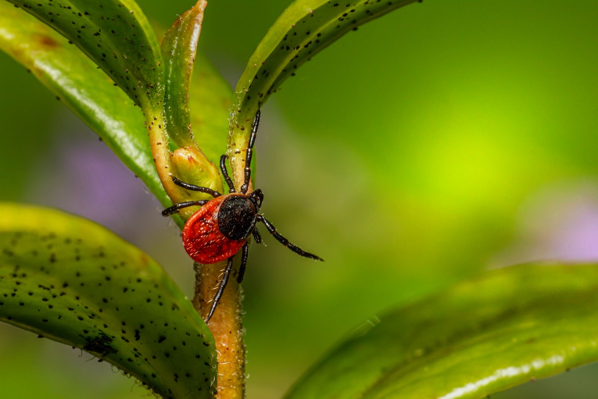 Outdoor Illinois Journal: Staying Safe During Tick Season