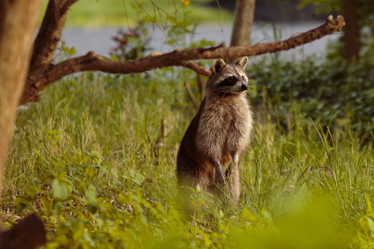 Outdoor Illinois Journal: Top Five Reasons to Give Furbearer Hunting a Try