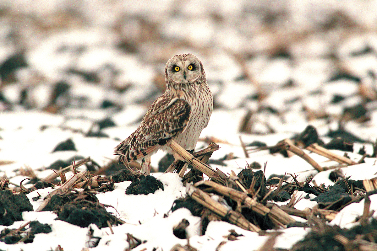 Outdoor Illinois Journal: Observations on Short-eared Owls