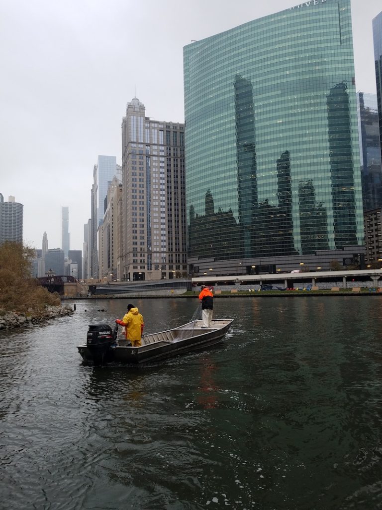 Outdoor Illinois Journal: On the Prowl for Invasive Carp in Chicago