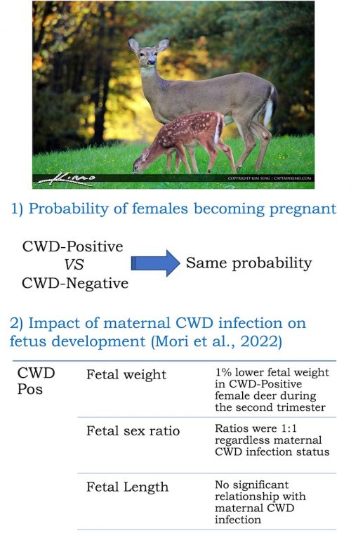 Outdoor Illinois Journal: Impact of CWD on Fetal Growth and Pregnancy ...