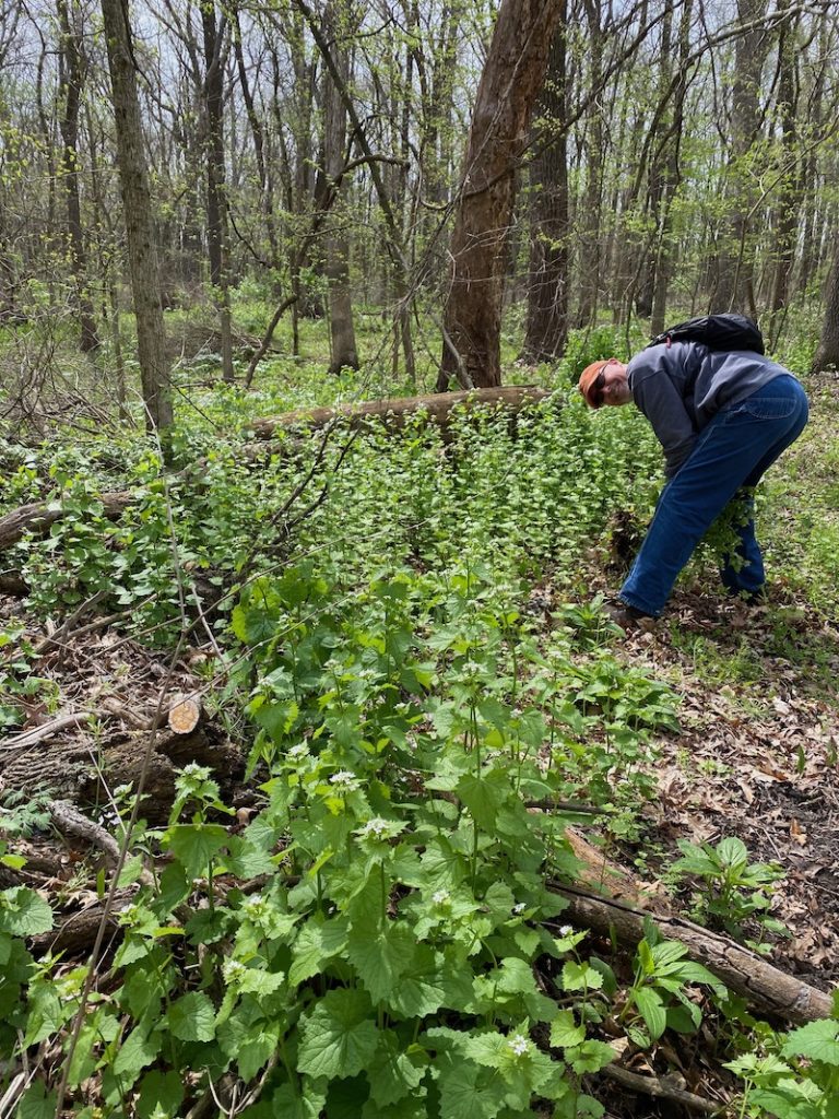 Outdoor Illinois Journal: Invasive Plant Species – They Have to Go!