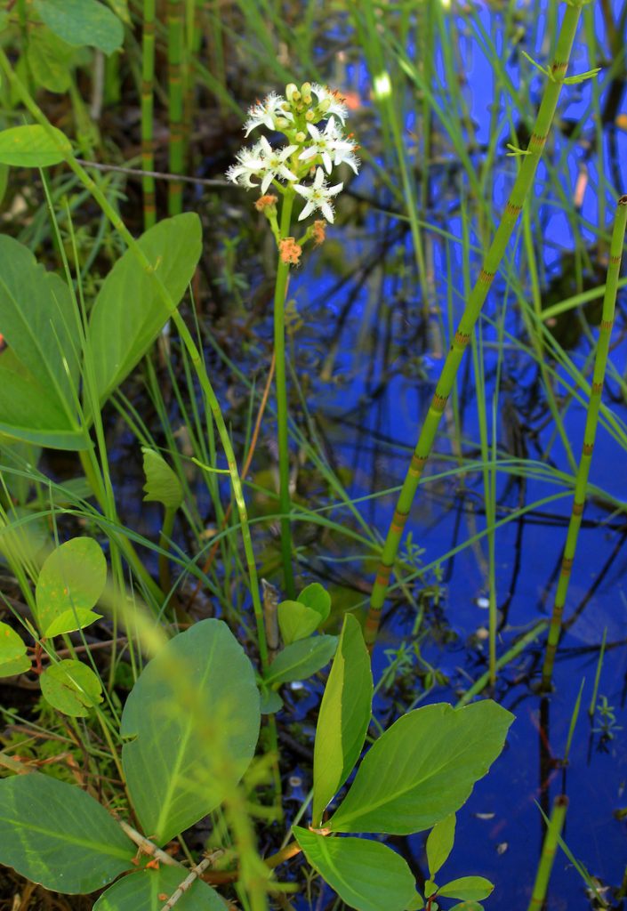 Outdoor Illinois Journal: Bogs Host Unique Plants, Hearken to the Last ...