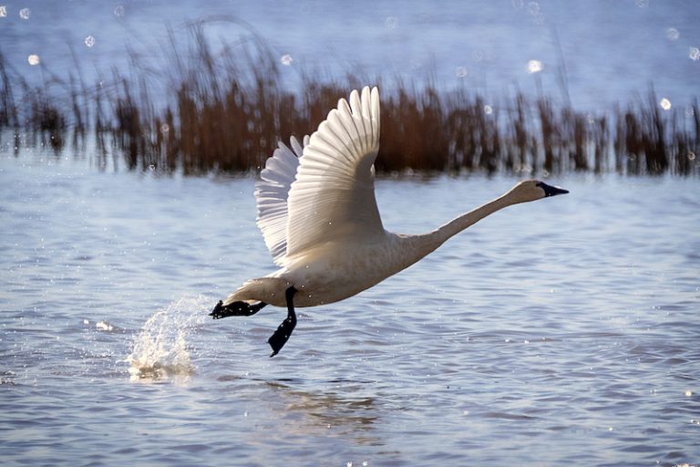 Outdoor Illinois Journal: Understanding the Impacts of Invasive Mute ...