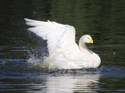Outdoor Illinois Journal: Understanding the Impacts of Invasive Mute ...