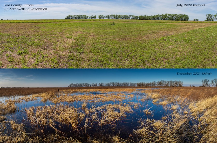 Outdoor Illinois Journal: Wetland Restoration: Part 2, Reading the ...