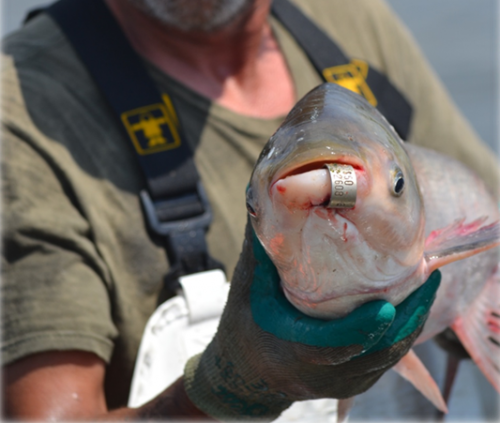 Outdoor Illinois Journal: TAG! (Those Fish)