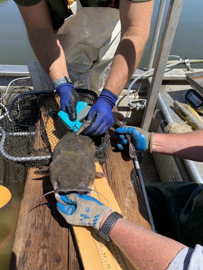 Outdoor Illinois Journal: TAG! (Those Fish)