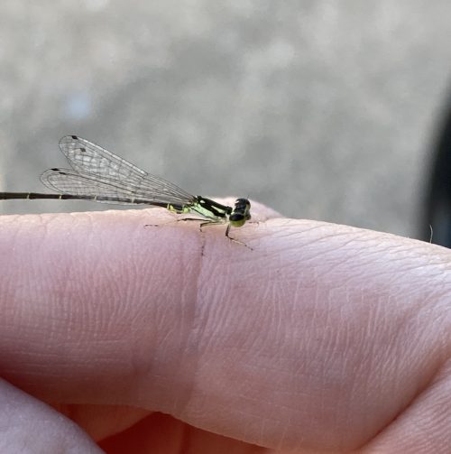 Outdoor Illinois Journal: Researchers Survey Dragonflies and ...