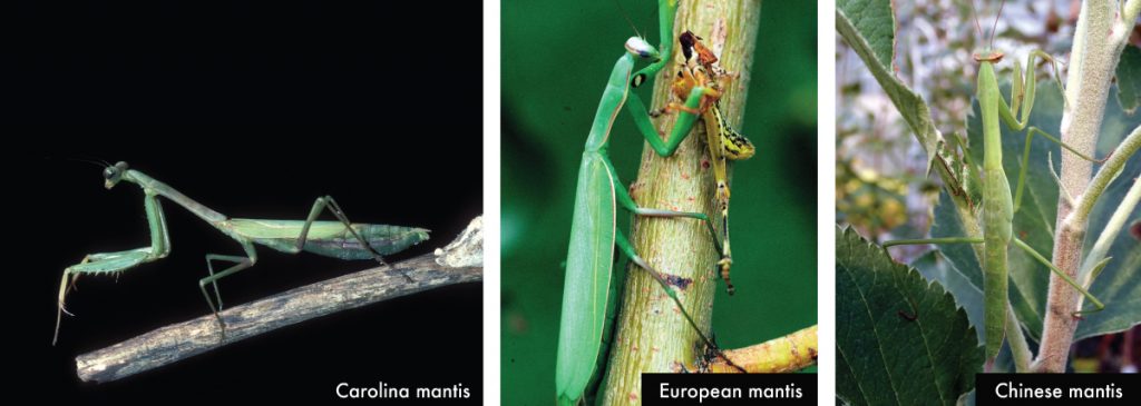 Outdoor Illinois Journal: Understanding and Appreciating Backyard ...