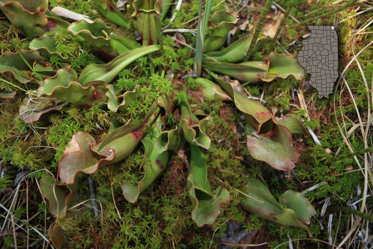 Outdoor Illinois Journal: Bogs Host Unique Plants, Hearken to the Last ...