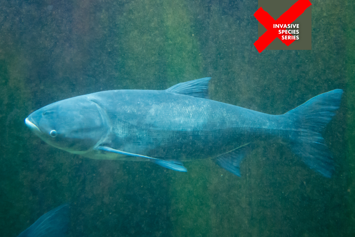 Outdoor Illinois Journal: Multiple Agency Monitoring: A collaborative ...