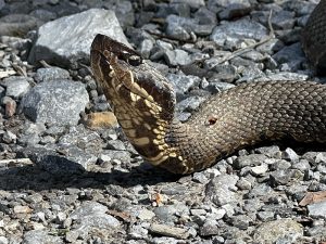 Outdoor Illinois Journal: Visit Snake Road this Fall!