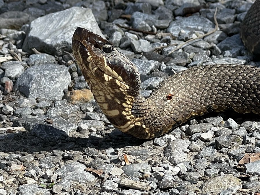 Outdoor Illinois Journal: Visit Snake Road this Fall!
