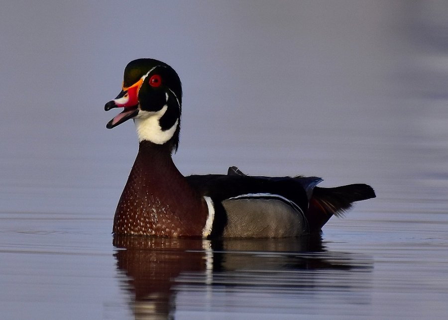 Outdoor Illinois Journal: The Wood Duck: A Conservation Success Story