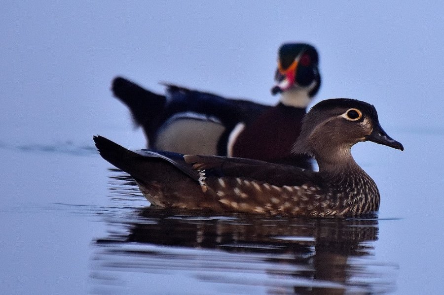 Outdoor Illinois Journal: The Wood Duck: A Conservation Success Story