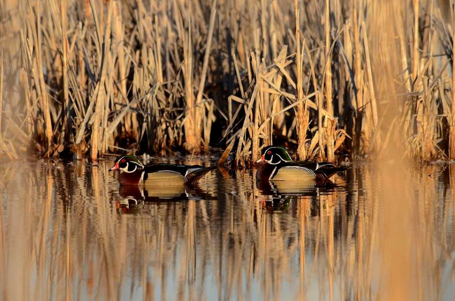 Outdoor Illinois Journal: The Wood Duck: A Conservation Success Story