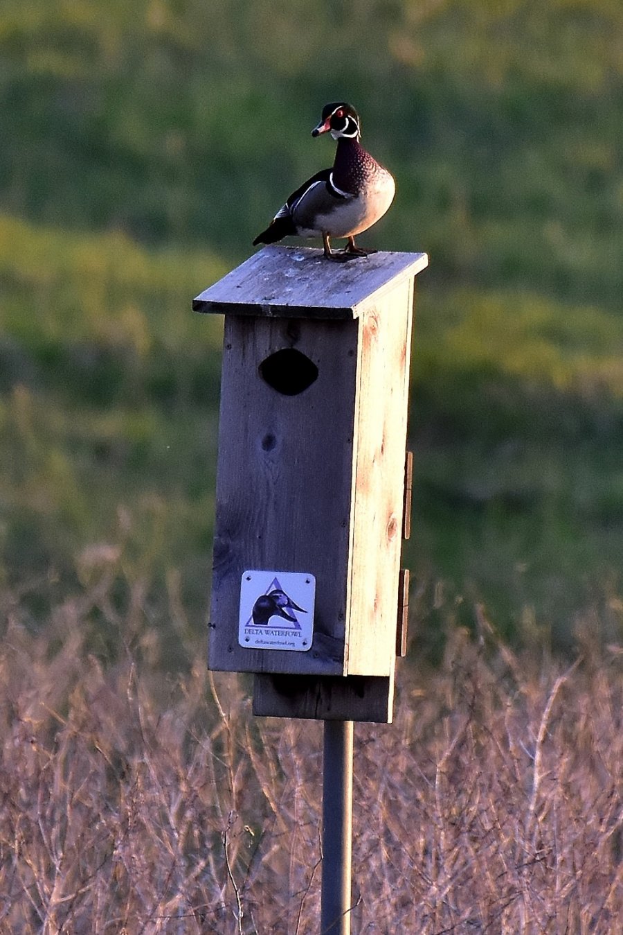 Outdoor Illinois Journal: The Wood Duck: A Conservation Success Story