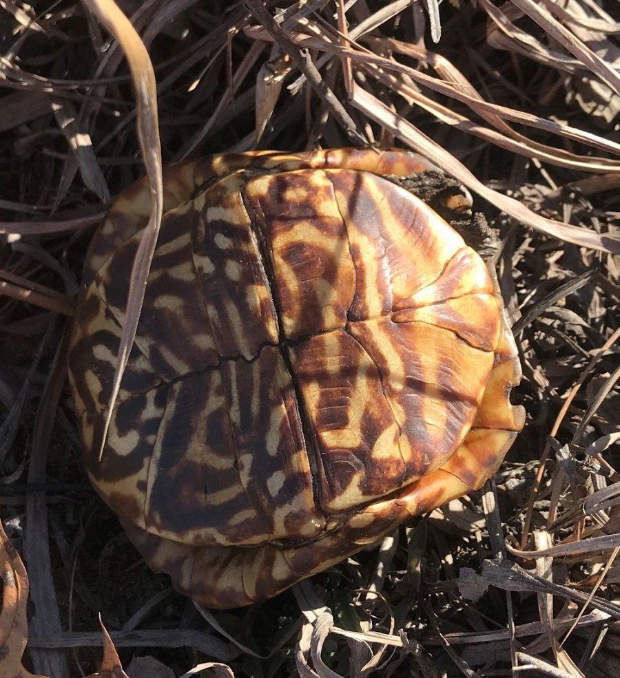 Outdoor Illinois Journal: Discovering the Ornate Box Turtle: A Rare ...