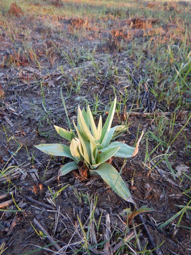 Outdoor Illinois Journal: A Burning Question About Bees