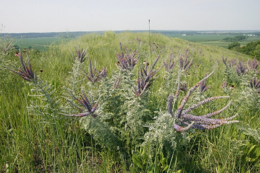 Outdoor Illinois Journal: Leadplant—A Legume and Pollinator-friendly ...
