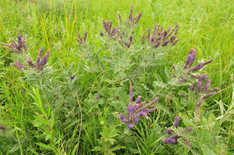 Outdoor Illinois Journal: Leadplant—A Legume and Pollinator-friendly ...