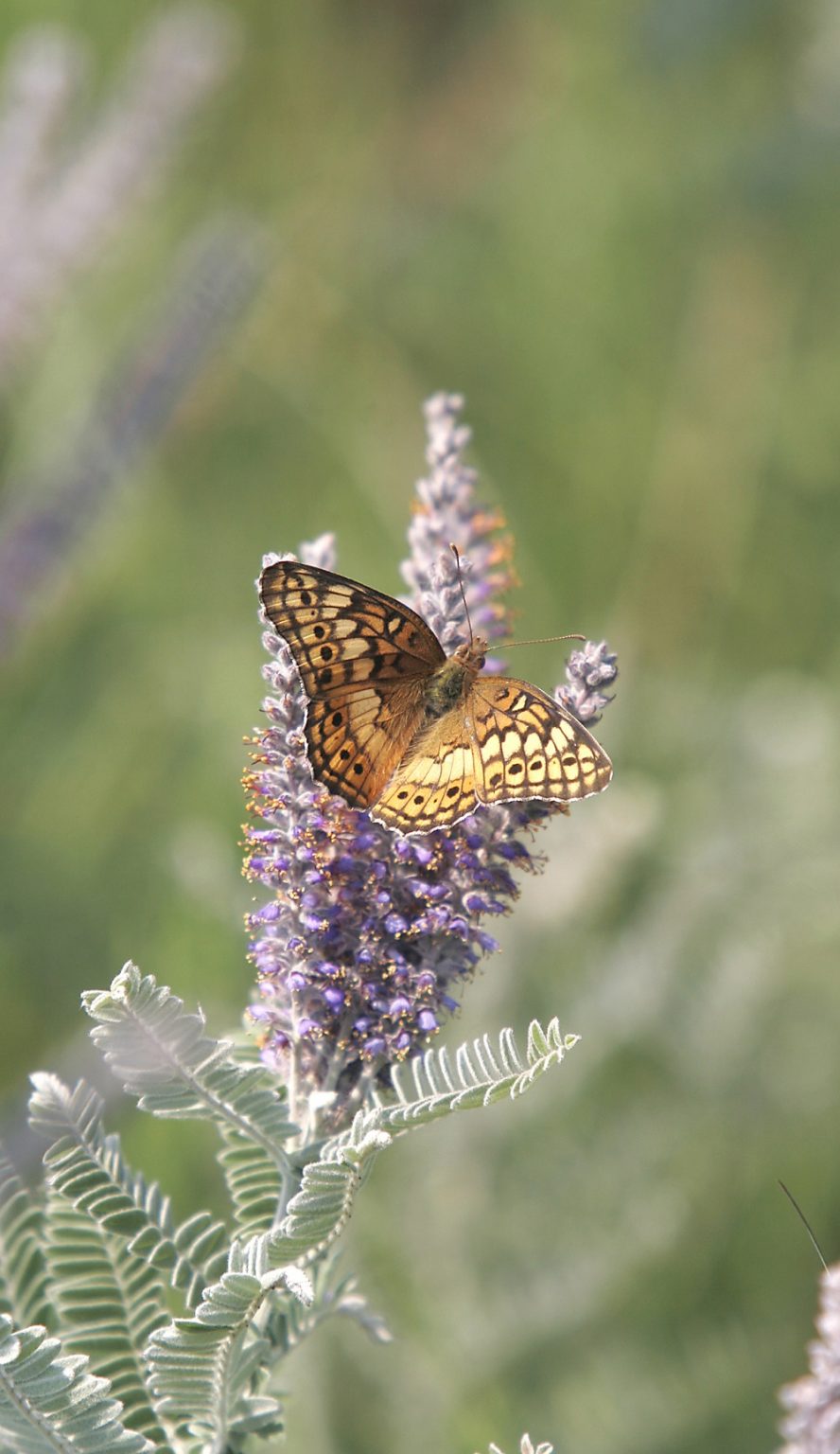 Outdoor Illinois Journal: Leadplant—A Legume and Pollinator-friendly ...