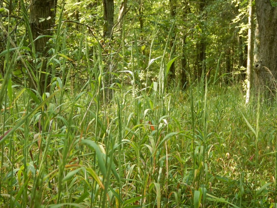 Outdoor Illinois Journal: Flatwood Forests Within the Southern Till ...