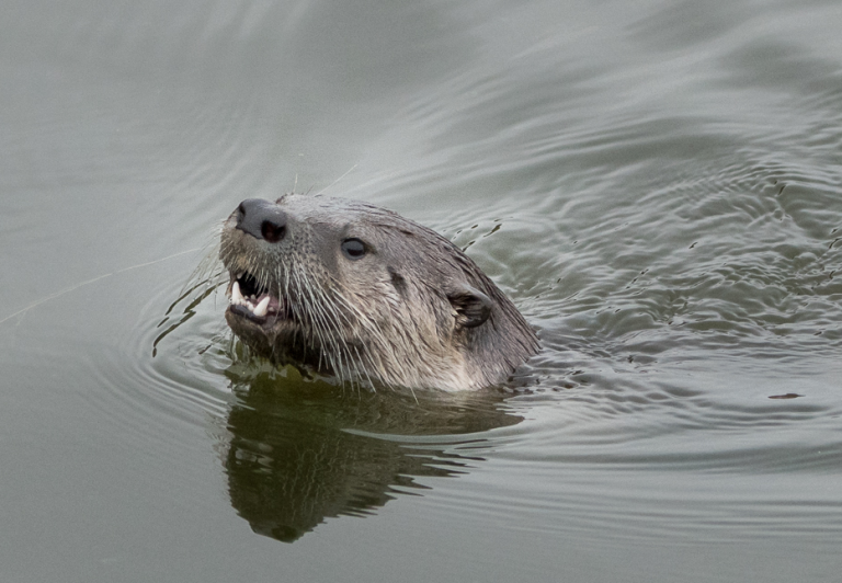 Outdoor Illinois Journal: 2023-2024 Illinois Hunting and Trapping Digest