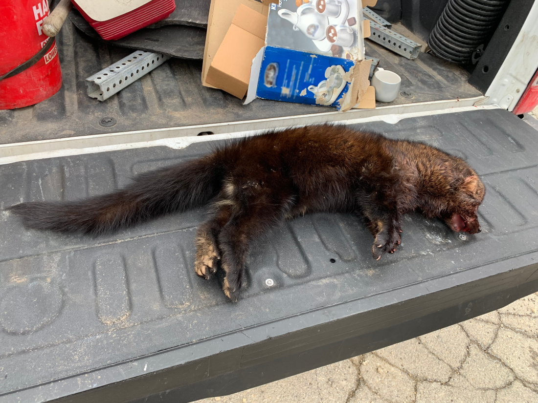 Outdoor Illinois Journal: On the Lookout for Fishers in Illinois