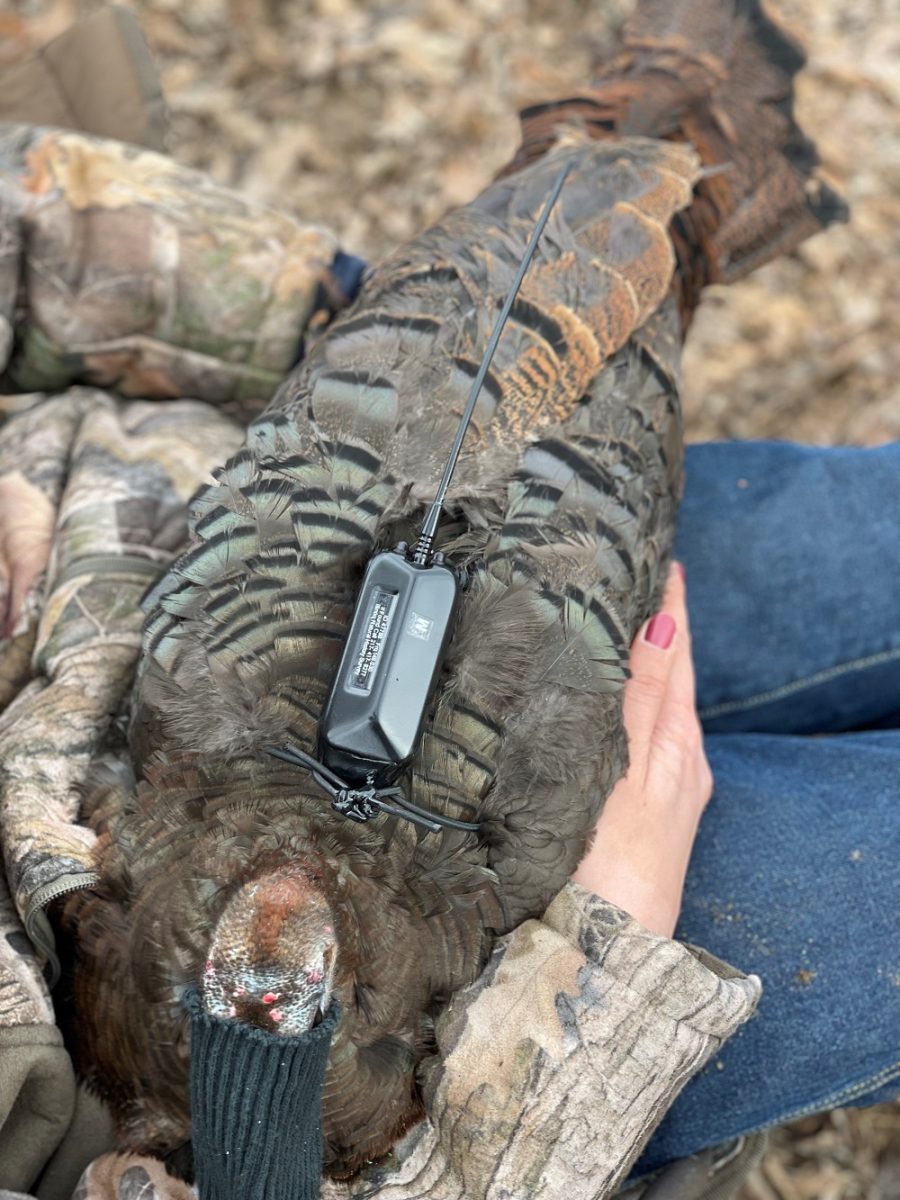 Outdoor Illinois Journal: Tracking Wild Turkey Hens in Illinois