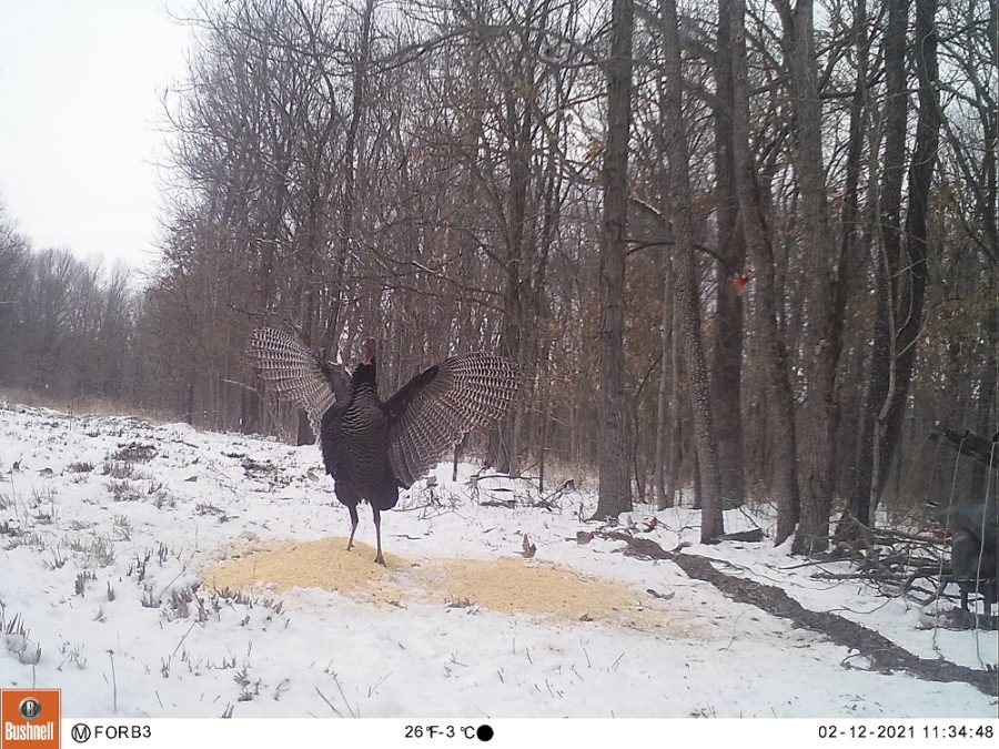 Outdoor Illinois Journal: Tracking Wild Turkey Hens in Illinois