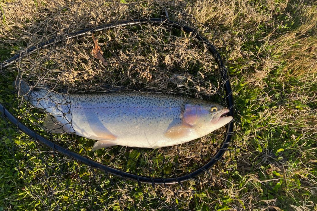 Outdoor Illinois Journal: Rainbow Trout – A Fun Fishing Outing for the ...