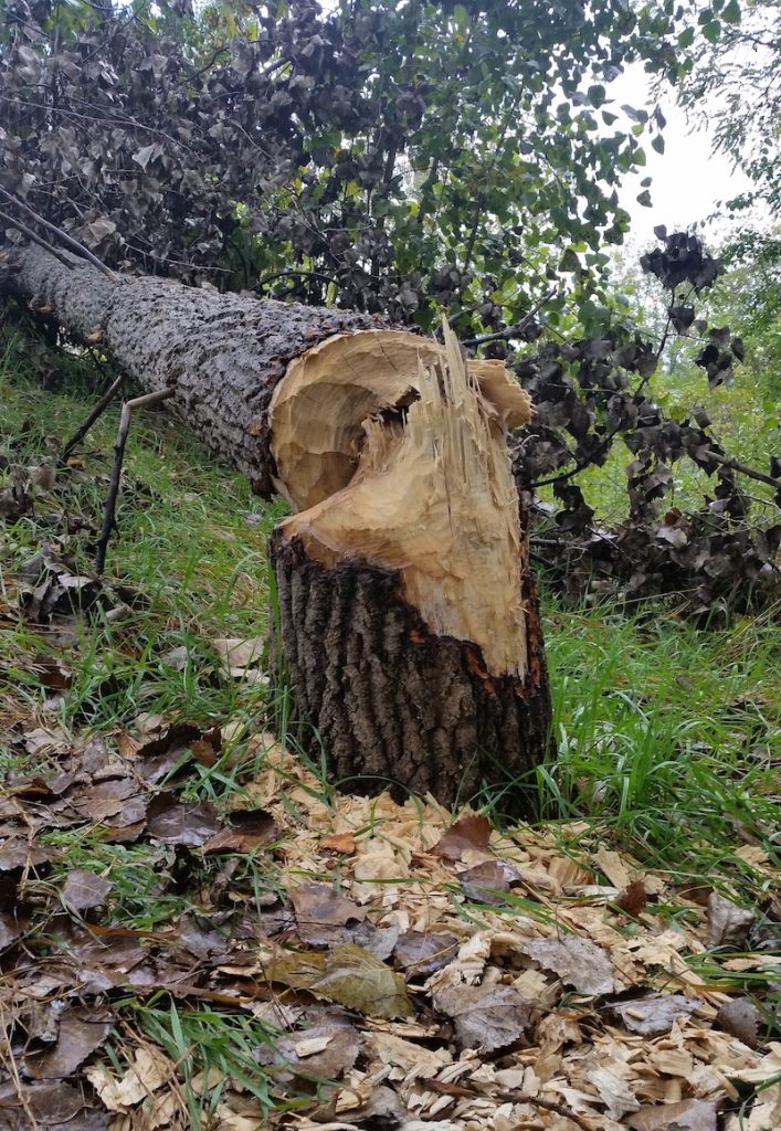 Outdoor Illinois Journal: The Role of Ethical Trapping