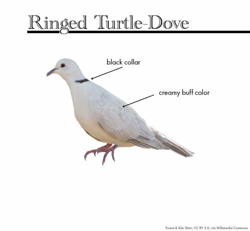 Outdoor Illinois Journal: Do You Know Your Doves?